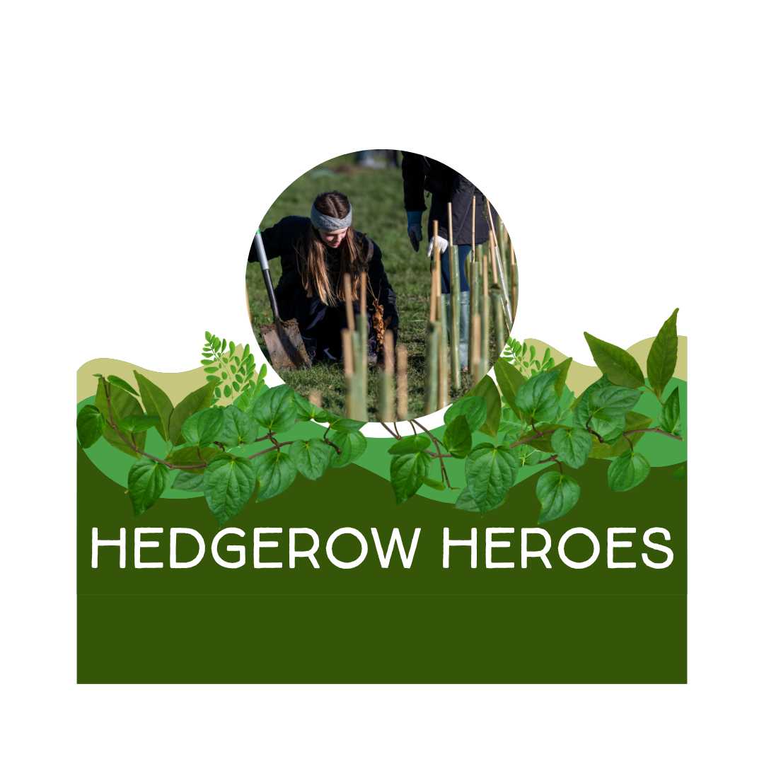 Introducing Hedgerow Heroes - CPRE Herefordshire