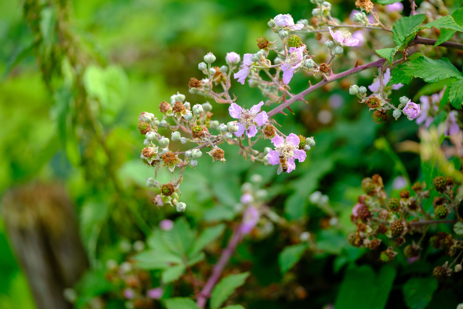 Hedgerow Heroes: Protecting nature’s lifelines with CPRE Herefordshire ...